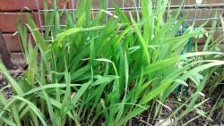 Grass like bulb plant in the Plant ID forum - Garden.org