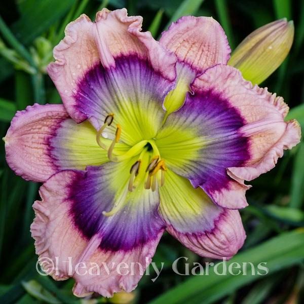 Daylily (Hemerocallis 'Heavenly I'm Seeing Blue') in the Daylilies ...