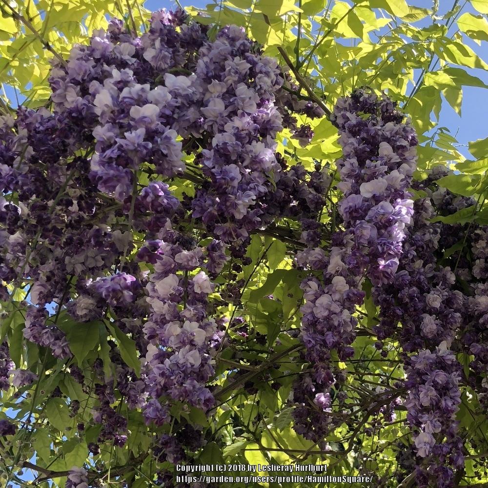 Wisterias: Plant Care and Collection of Varieties - Garden.org