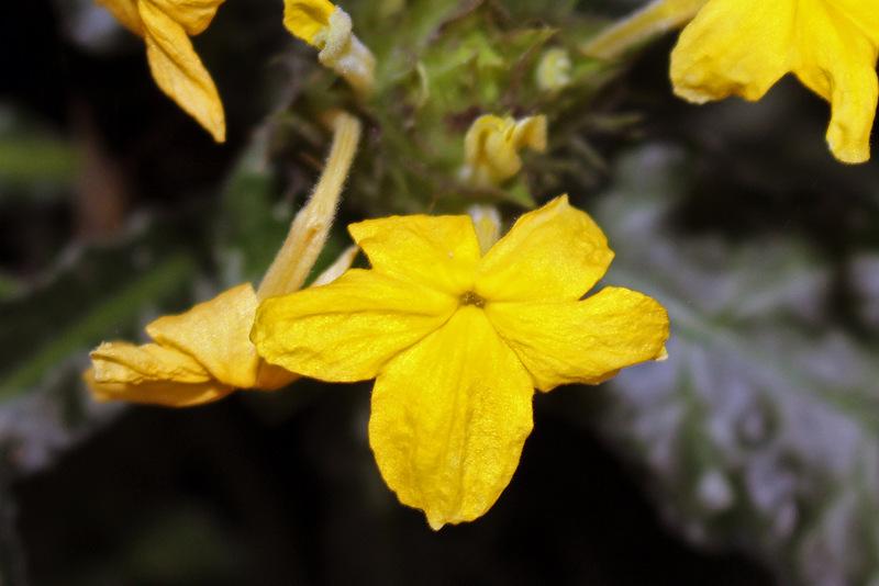 Crossandra flava - Garden.org