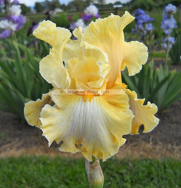 Photo of the bloom of Tall Bearded Iris (Iris 'Silent Screen Star ...