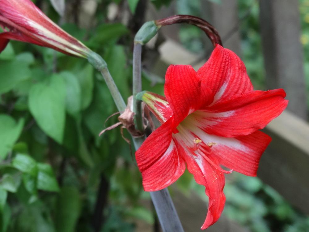 Amaryllis (Hippeastrum Sonatini™ Red Rascal) in the Amaryllis Database ...