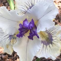 Pacific Coast Iris (Iris 'Big Waves') in the Irises Database - Garden.org