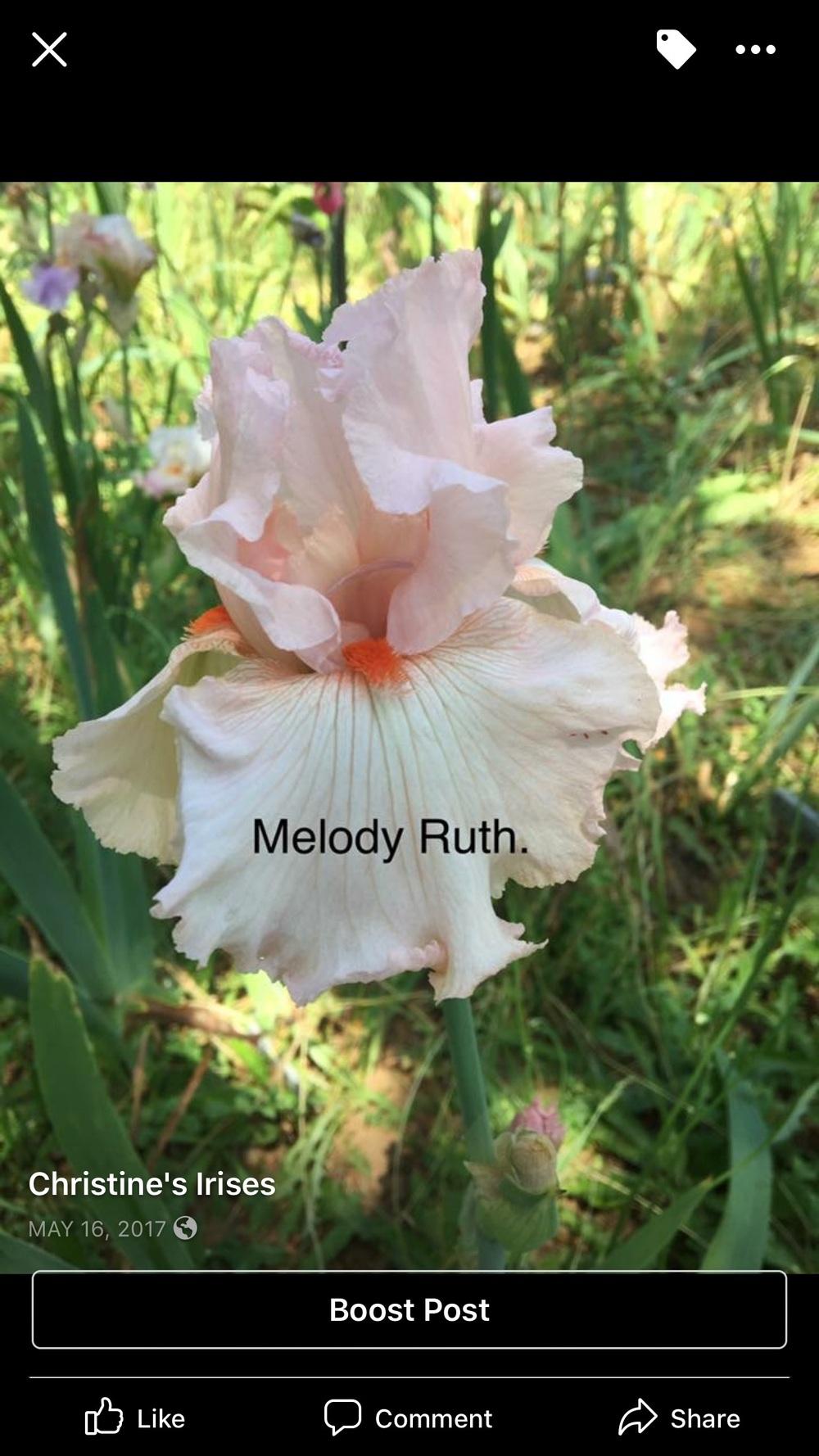 Tall Bearded Iris (Iris 'Melody Ruth') in the Irises Database - Garden.org