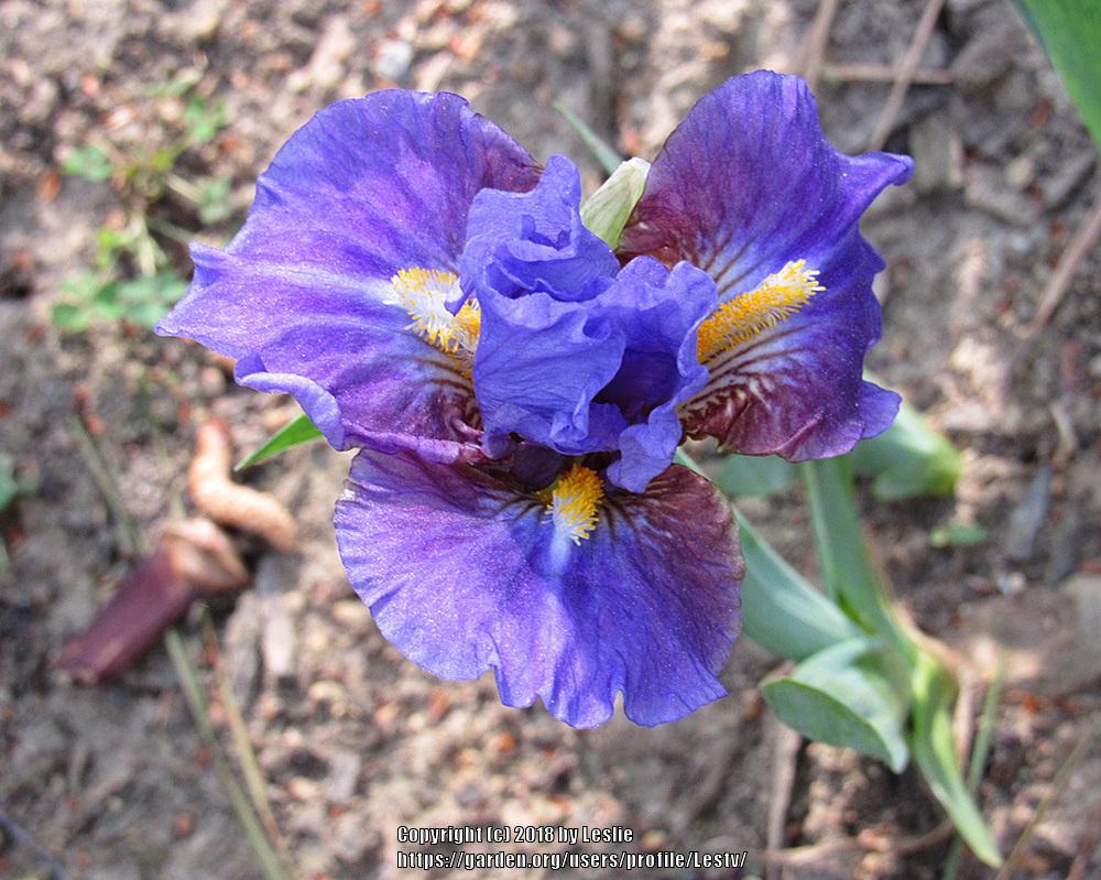 Standard Dwarf Bearded Iris (Iris 'Low Tide') in the Irises Database ...
