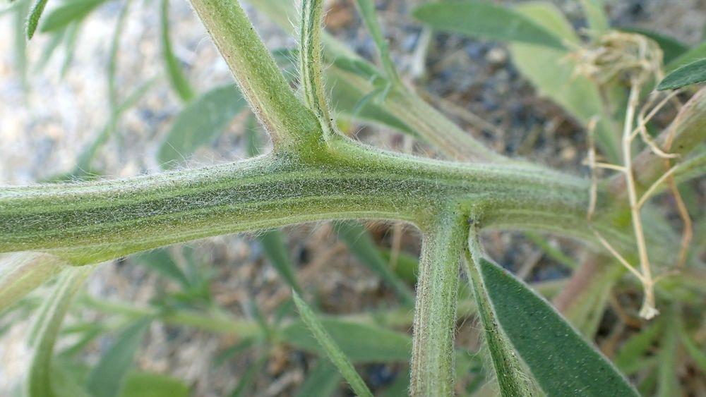 Velvety, long, lanceolate, near-parallel-veined leaves in dense ...