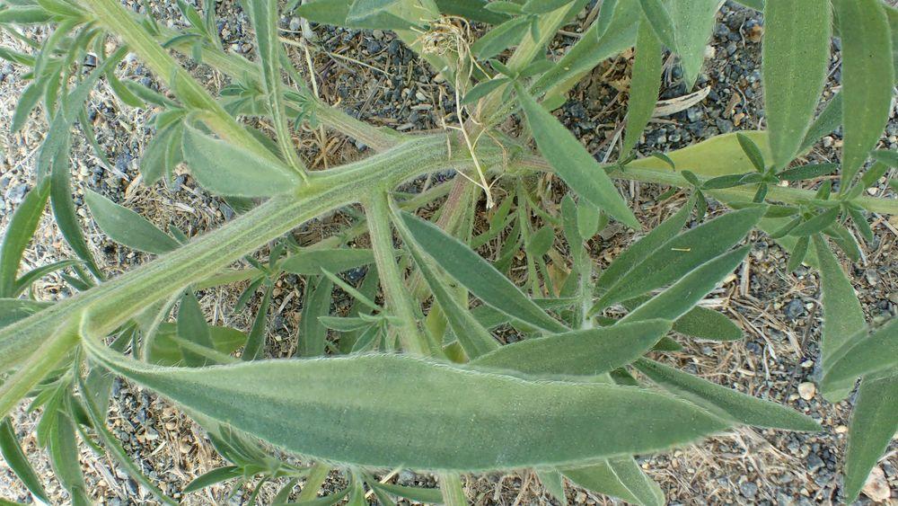 Velvety, long, lanceolate, near-parallel-veined leaves in dense ...