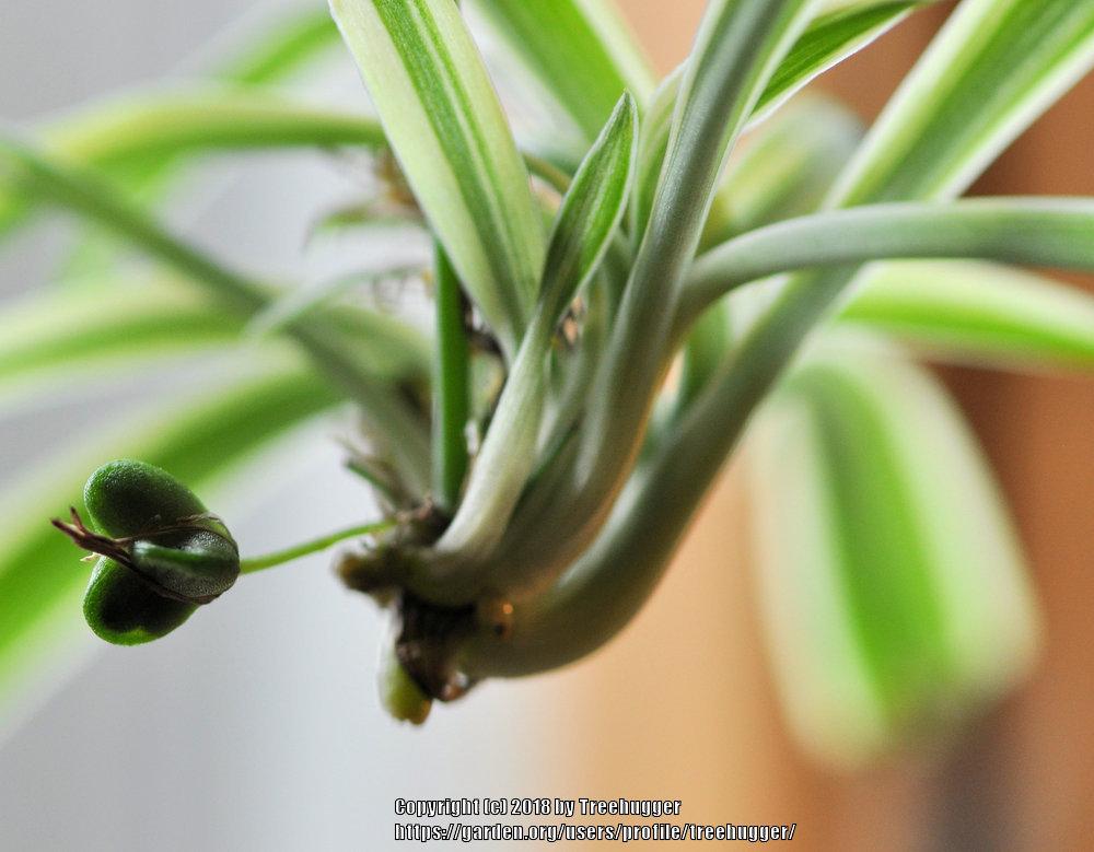 Photo of the seed pods or heads of Spider Plant (Chlorophytum comosum ...