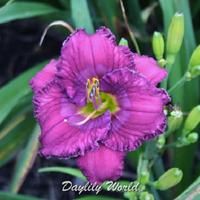 Daylily (Hemerocallis 'Grape Pearls') in the Daylilies Database ...