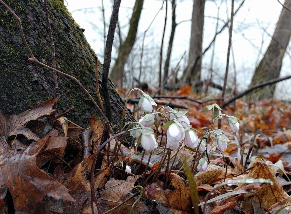 Midwest US spring wildflower in the Plant ID forum - Garden.org