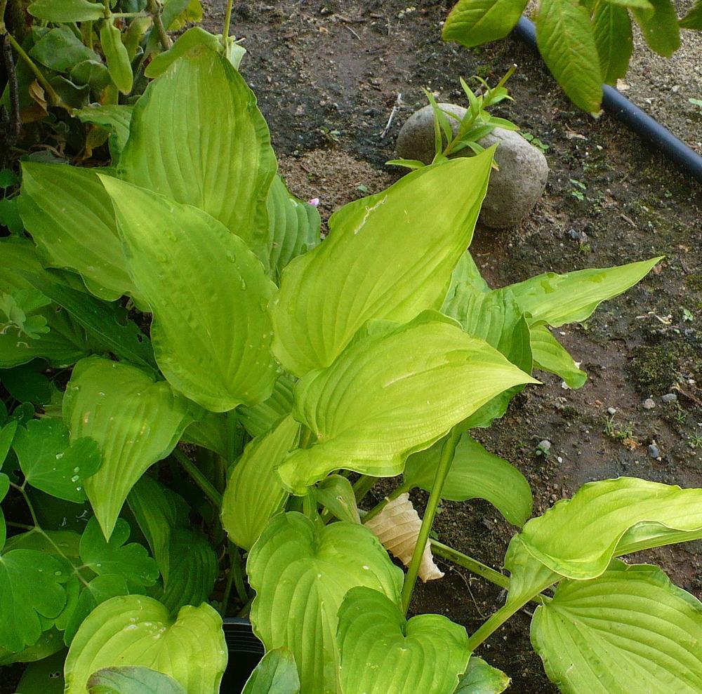 Hosta 'Fortunei Albopicta' in the Hostas Database - Garden.org