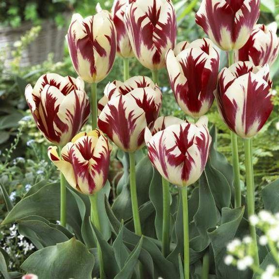 Photo of the entire plant of Triumph Tulip (Tulipa 'Grand Perfection ...