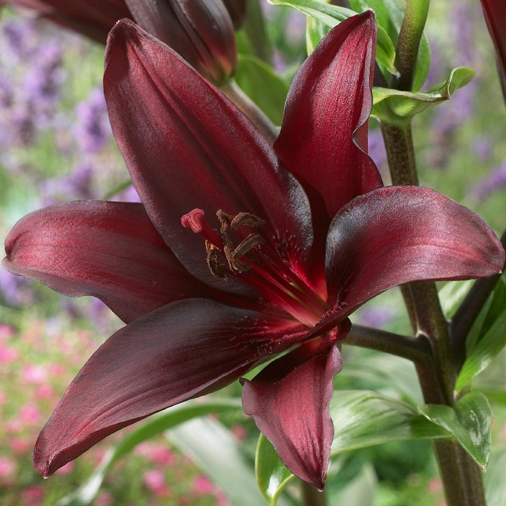 Photo of the bloom of Lily (Lilium 'Mapira') posted by Joy - Garden.org
