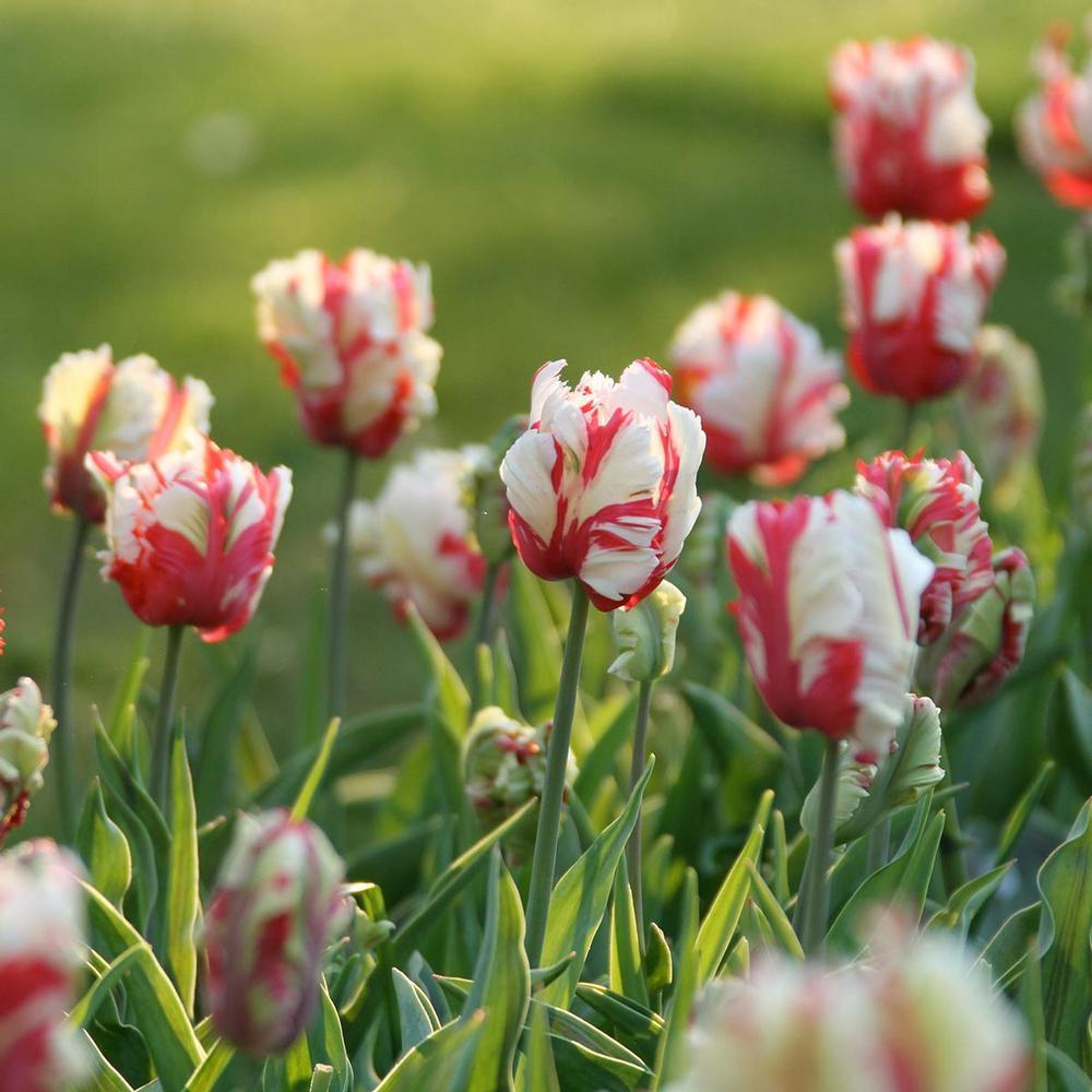 Photo of the entire plant of Parrot Tulip (Tulipa 'Estella Rijnveld ...