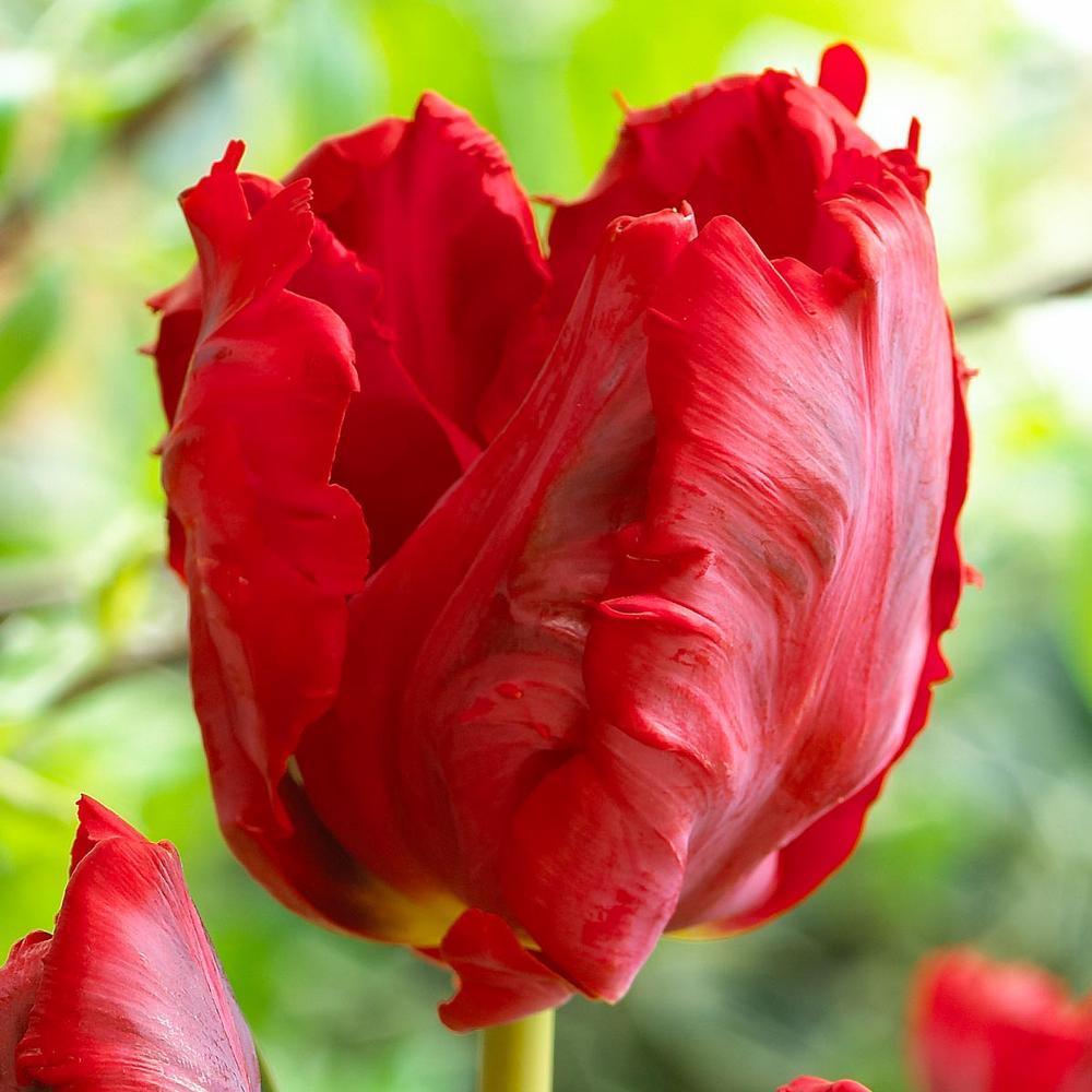 Tulip (Tulipa 'Red Bright Parrot') in the Tulips Database - Garden.org