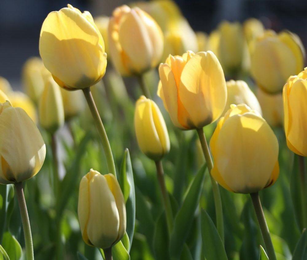Tulip (Tulipa 'Conqueror') in the Tulips Database - Garden.org