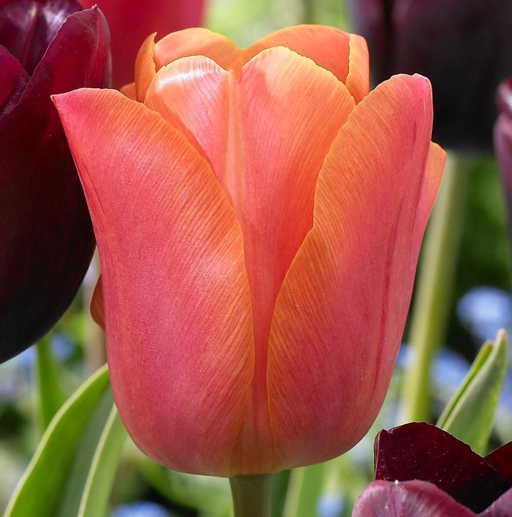 Photo of the bloom of Triumph Tulip (Tulipa 'Jimmy') posted by Joy ...