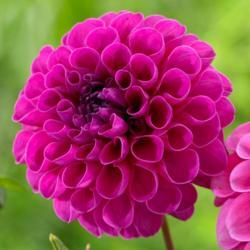 Dahlia 'Rocco' in the Dahlias Database - Garden.org