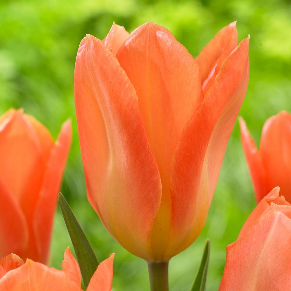 Photo of the bloom of Fosteriana Tulip (Tulipa 'Orange Emperor') posted ...