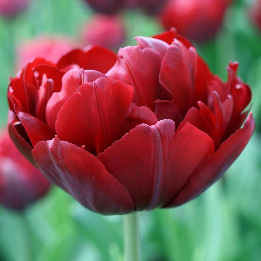Double Late Tulip (Tulipa 'Midnight Magic') in the Tulips Database ...
