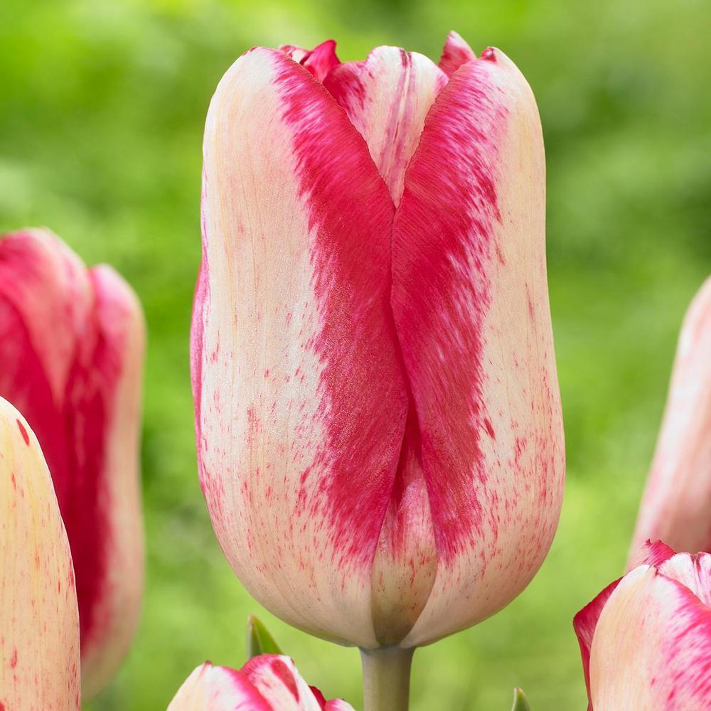 Triumph Tulip (Tulipa 'Moulin Rouge') in the Tulips Database - Garden.org