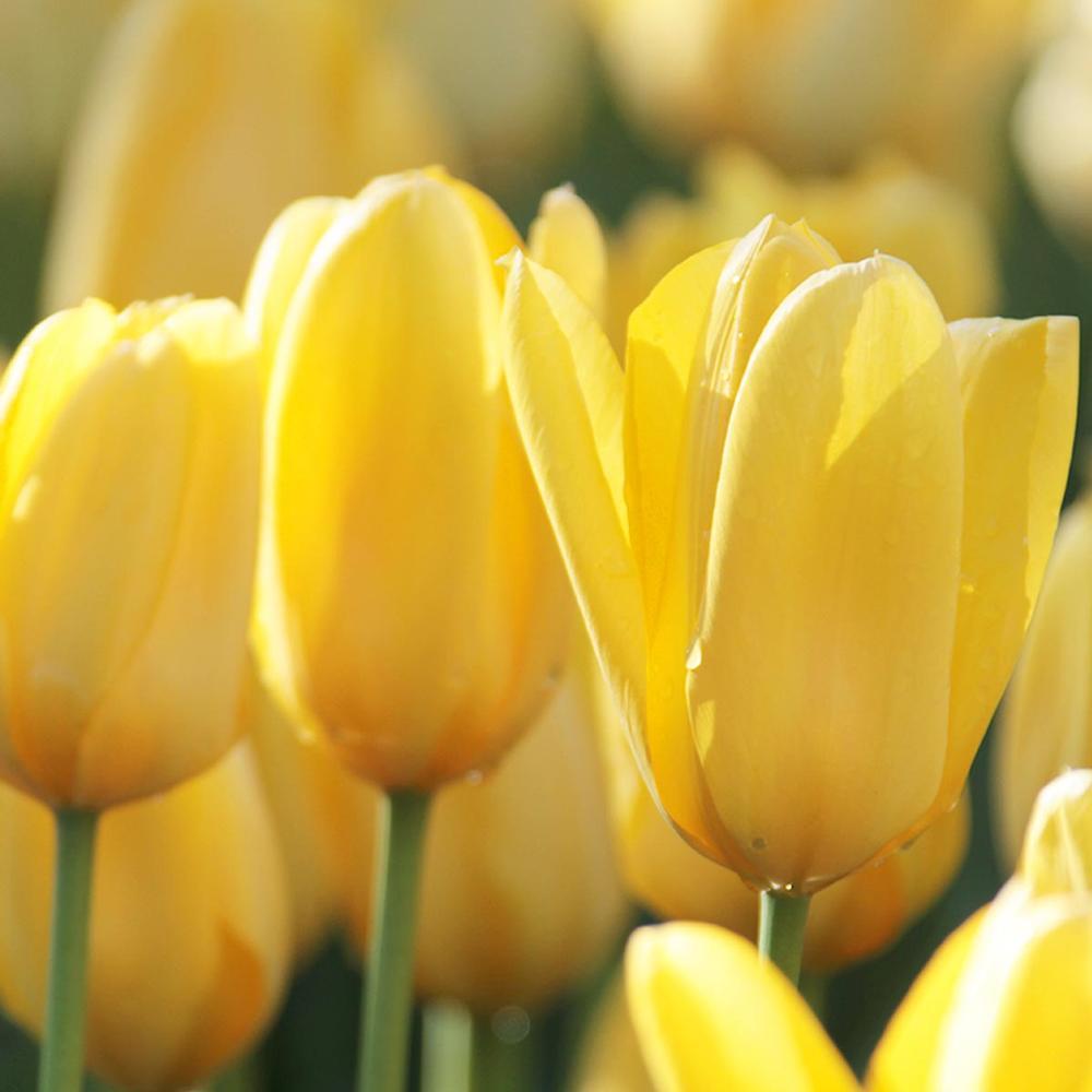 Fosteriana Tulip (Tulipa 'Yellow Purissima') in the Tulips Database ...