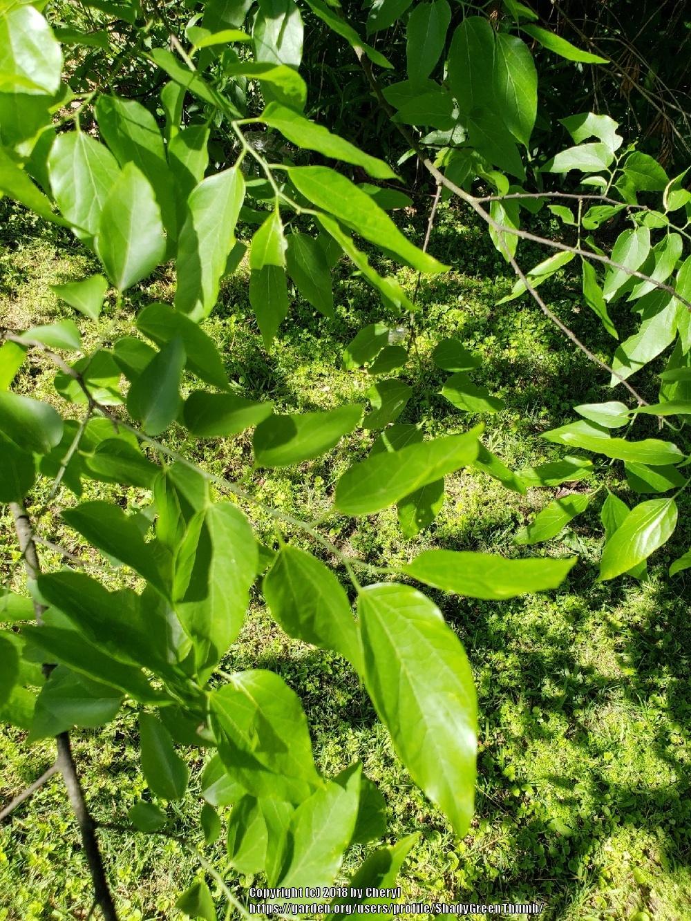 Houston area tree ID please? in the Plant ID forum - Garden.org