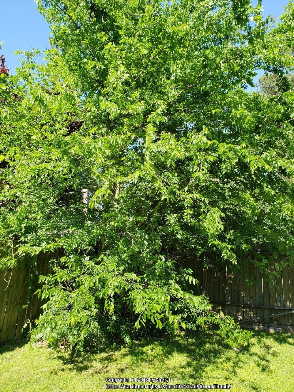 Houston area tree ID please? in the Plant ID forum - Garden.org