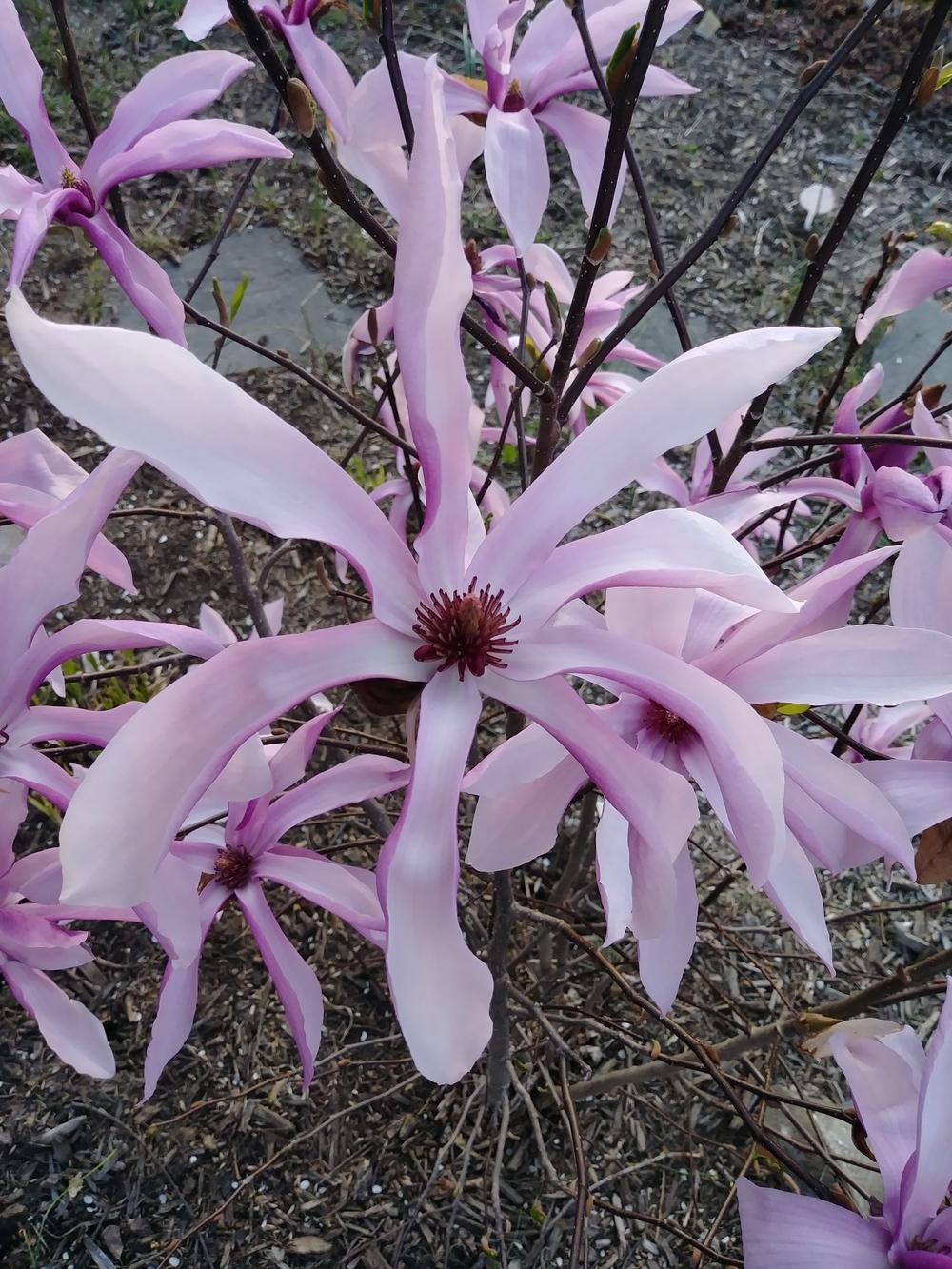 Magnolia 'Betty' in the Magnolias Database - Garden.org