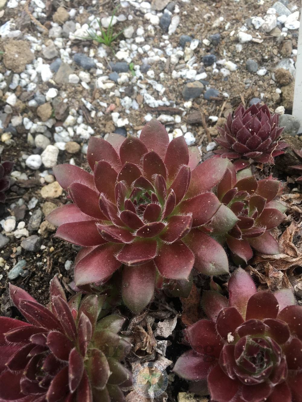 Sempervivum 'Black Mini' in the Sempervivum forum - Garden.org