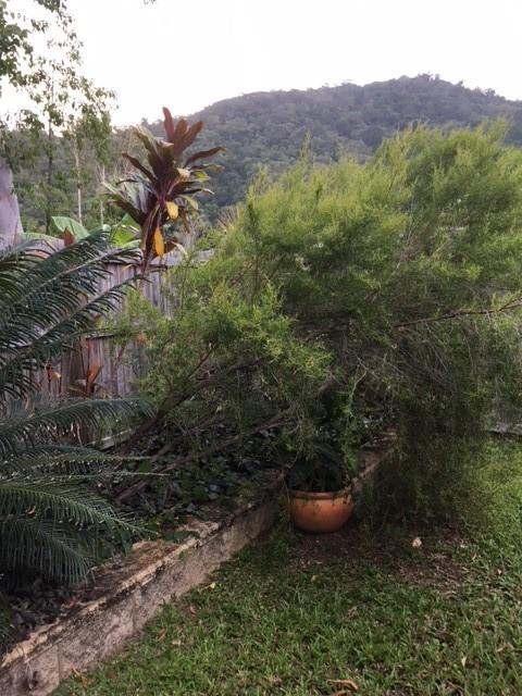 DROOPING MELALEUCA Melaleuca armillaris - can it go in a pot? in the ...