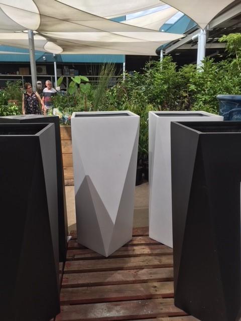 DROOPING MELALEUCA Melaleuca armillaris - can it go in a pot? in the ...