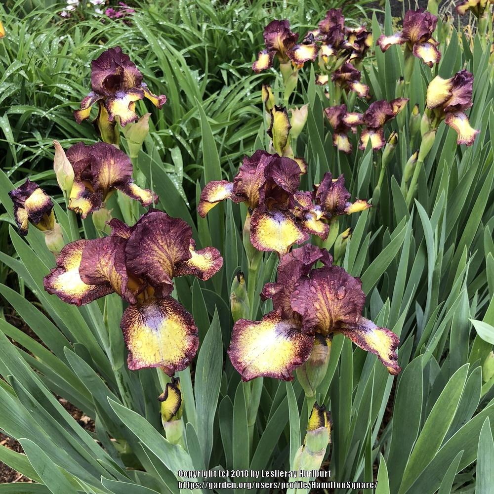 Intermediate Bearded Iris (Iris 'Hot Fudge') in the Irises Database ...