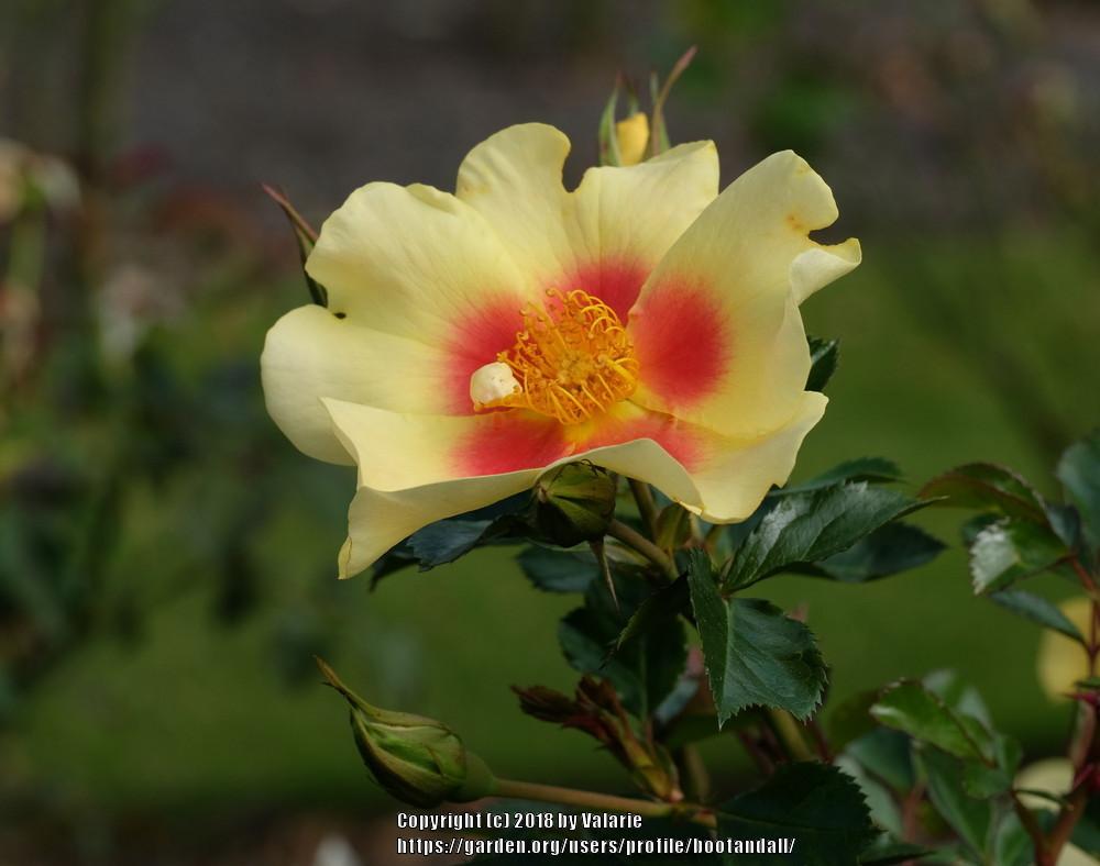 Rose (Rosa 'Eye of The Tiger') in the Roses Database - Garden.org