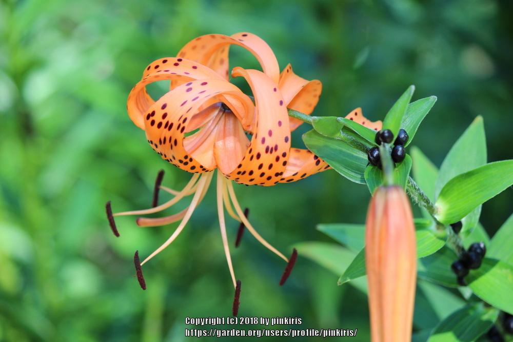 Photo of the seeds of Double Tiger Lily (Lilium lancifolium 'Flore ...