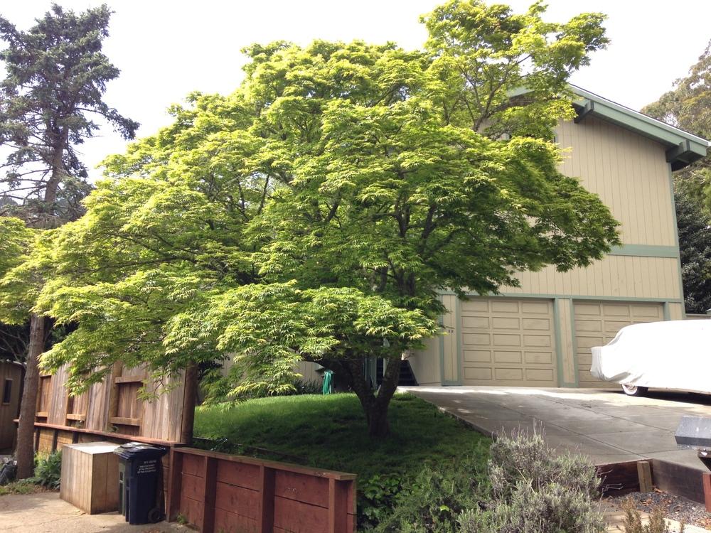 Maple tree ID in the Plant ID forum - Garden.org