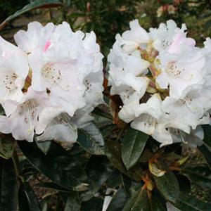 Rhododendron 'Cinnamon Bear' in the Rhododendrons Database - Garden.org
