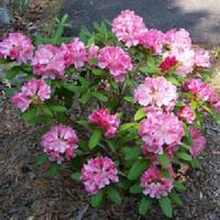 Photo of the entire plant of Rhododendron 'Yaku Prince' posted by Joy ...