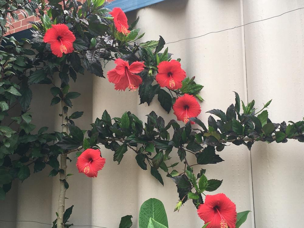 Tropical Hibiscus (Hibiscus rosa-sinensis 'Andersonii') in the Tropical ...