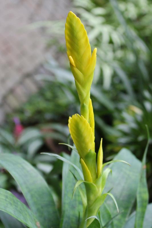 Bromeliad (Goudaea ospinae) - Garden.org