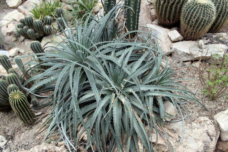 Guapilla (Hechtia glomerata) - Garden.org