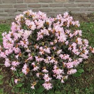 Photo of the entire plant of Dwarf Rhododendron (Rhododendron 'Ginny ...