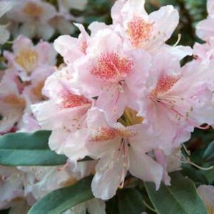 Rhododendron 'Cunningham's Blush' in the Rhododendrons Database ...