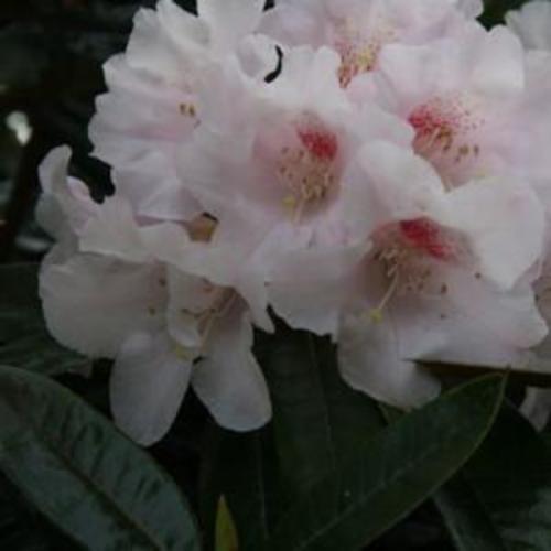 Rhododendron 'Teddy Bear' in the Rhododendrons Database - Garden.org