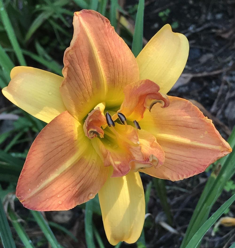 Daylily (Hemerocallis 'Double Sunset Glow') in the Daylilies Database ...