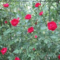 Rose (Rosa 'Red Cascade') in the Roses Database - Garden.org