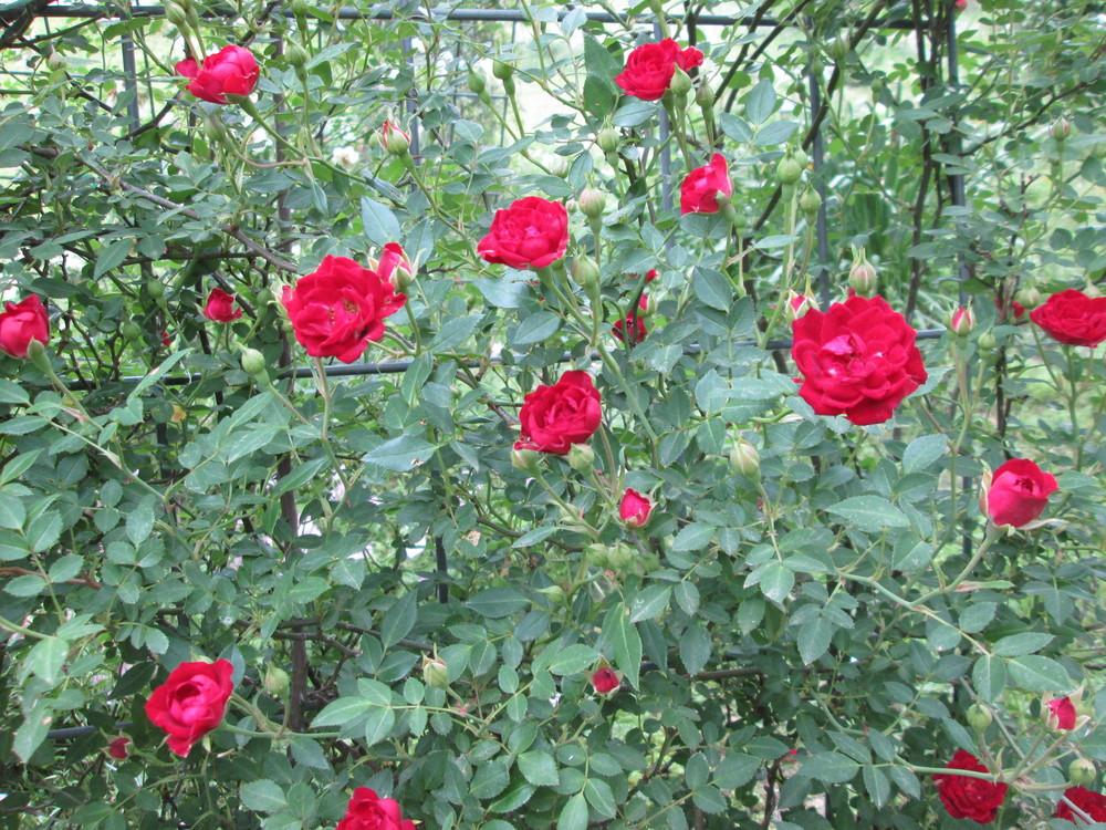 Photo of the bloom of Rose (Rosa 'Red Cascade') posted by ...