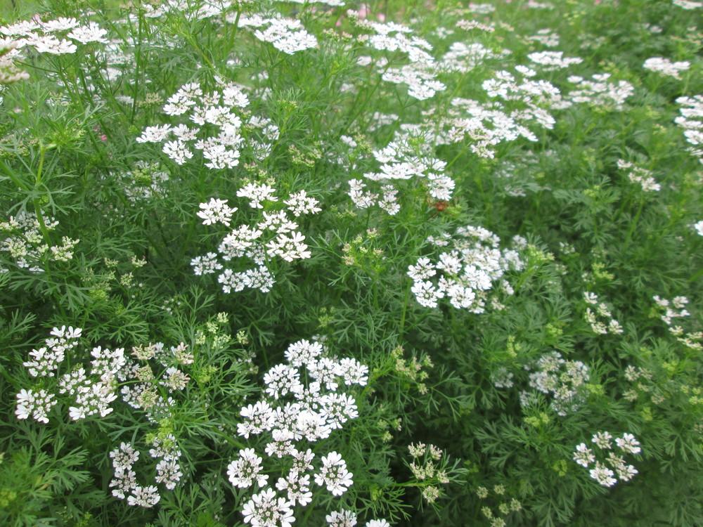 Cilantros: Plant Care and Collection of Varieties - Garden.org