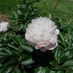 Peony (Paeonia lactiflora 'Moonstone') in the Peonies Database - Garden.org