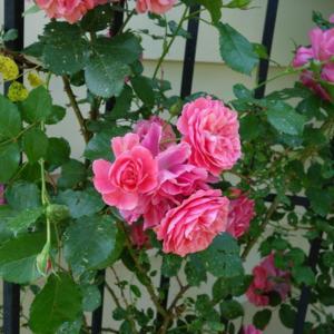 Rose (Rosa 'Rosanna') in the Roses Database - Garden.org